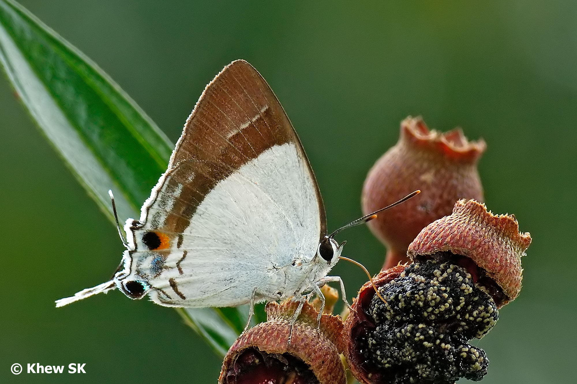 Butterflies of Singapore: Sep 26, 2021