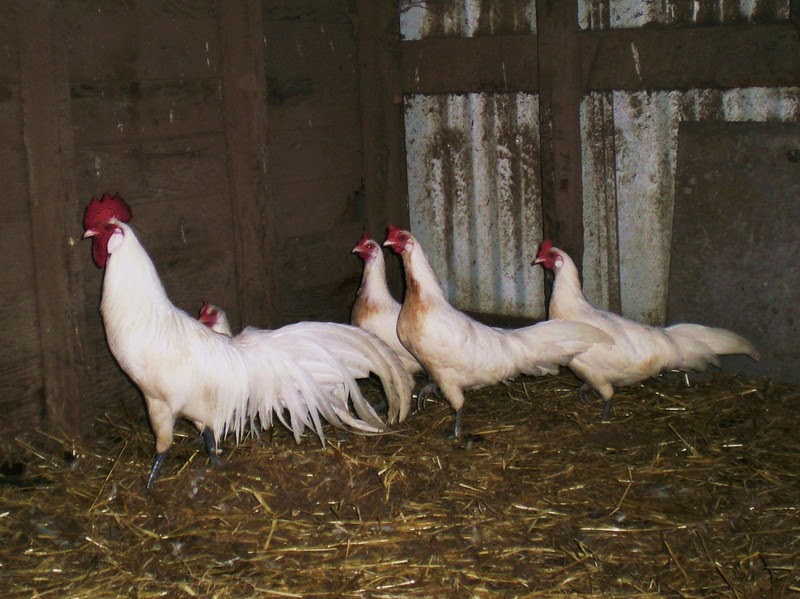 BReeder: Visual "White" in Chicken Varieties