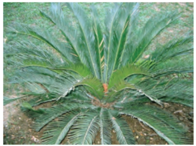 GYMNOSPERMS : Classification and Importance