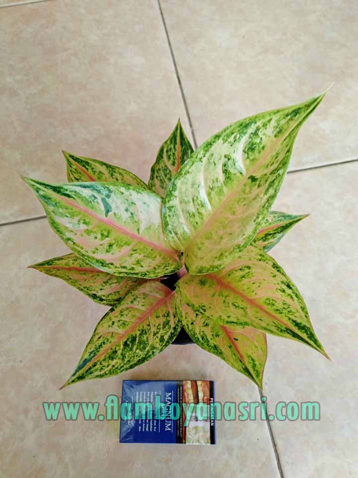 35 Jenis Aglaonema Beserta Gambar - TUKANG TAMAN SURABAYA