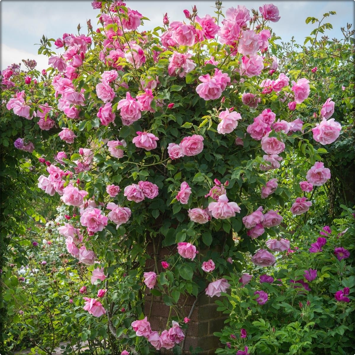 13 Best Climbing Roses for you Gardens