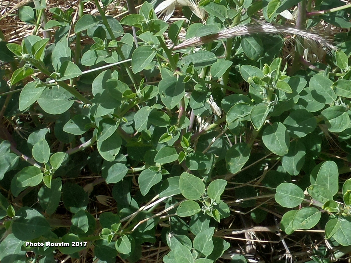 ΡΟΔΟΣυλλέκτης: Κάππαρις η ακανθώδης: Ο καρπός του βράχου!!! (Όλα για ...
