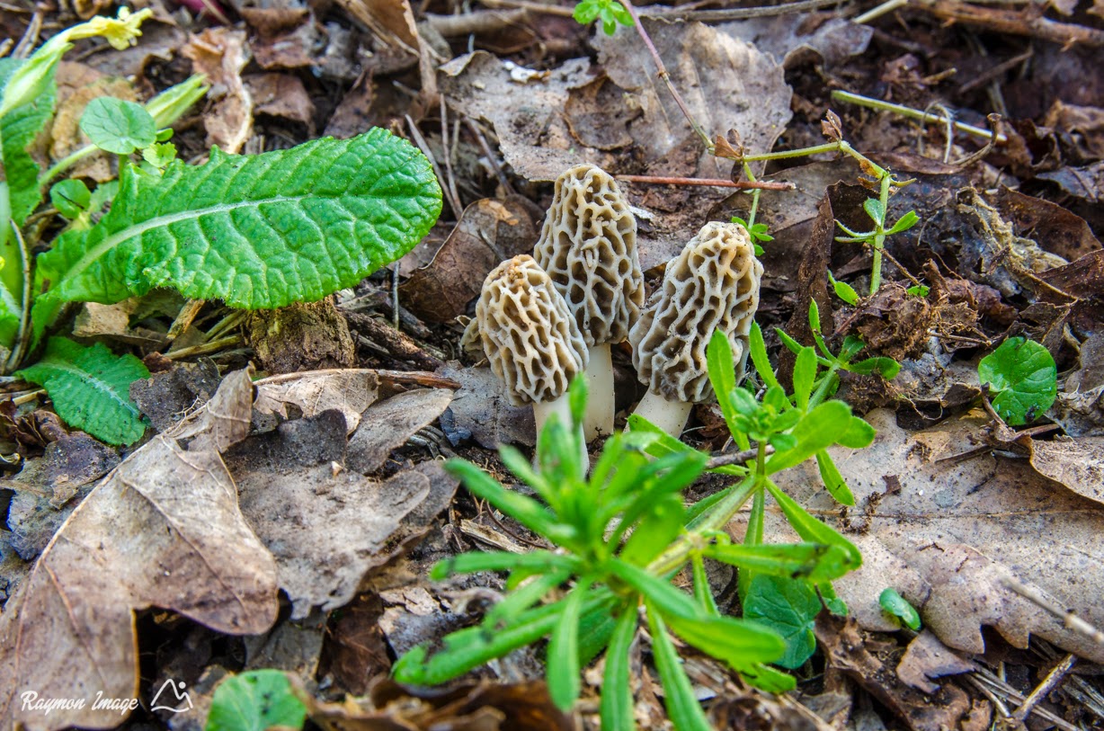 Natura i muntanya: La múrgola de Rivera 2015