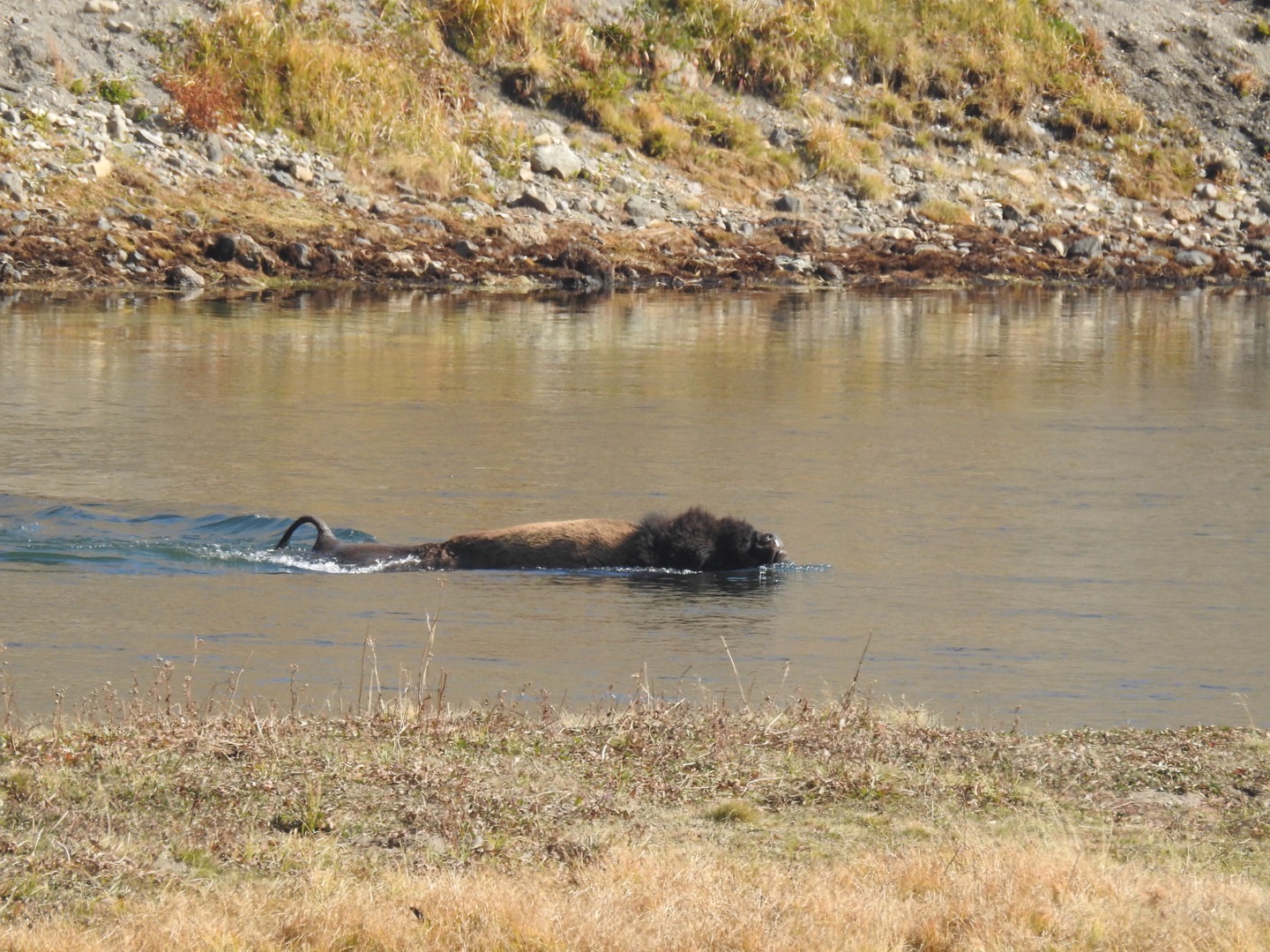 Five Years: Bison Bison Bison