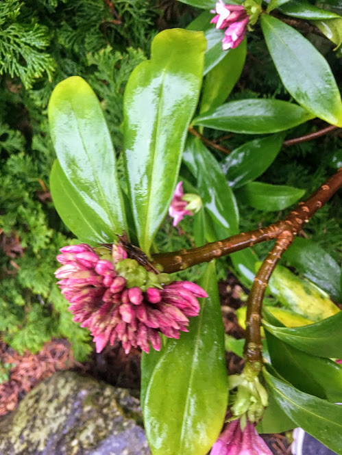 Shoreline Area News: In the Garden now Fascinating…… Fasciation in Flowers