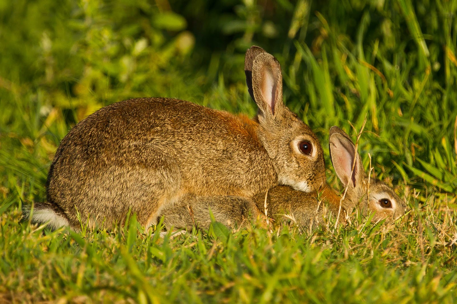 ELANIO AZUL: Conejo común (Oryctolagus cuniculus)