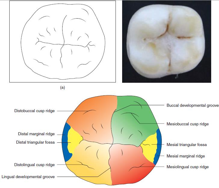 Mandibular 2nd molar l oral anatomy revision - WikiDentia
