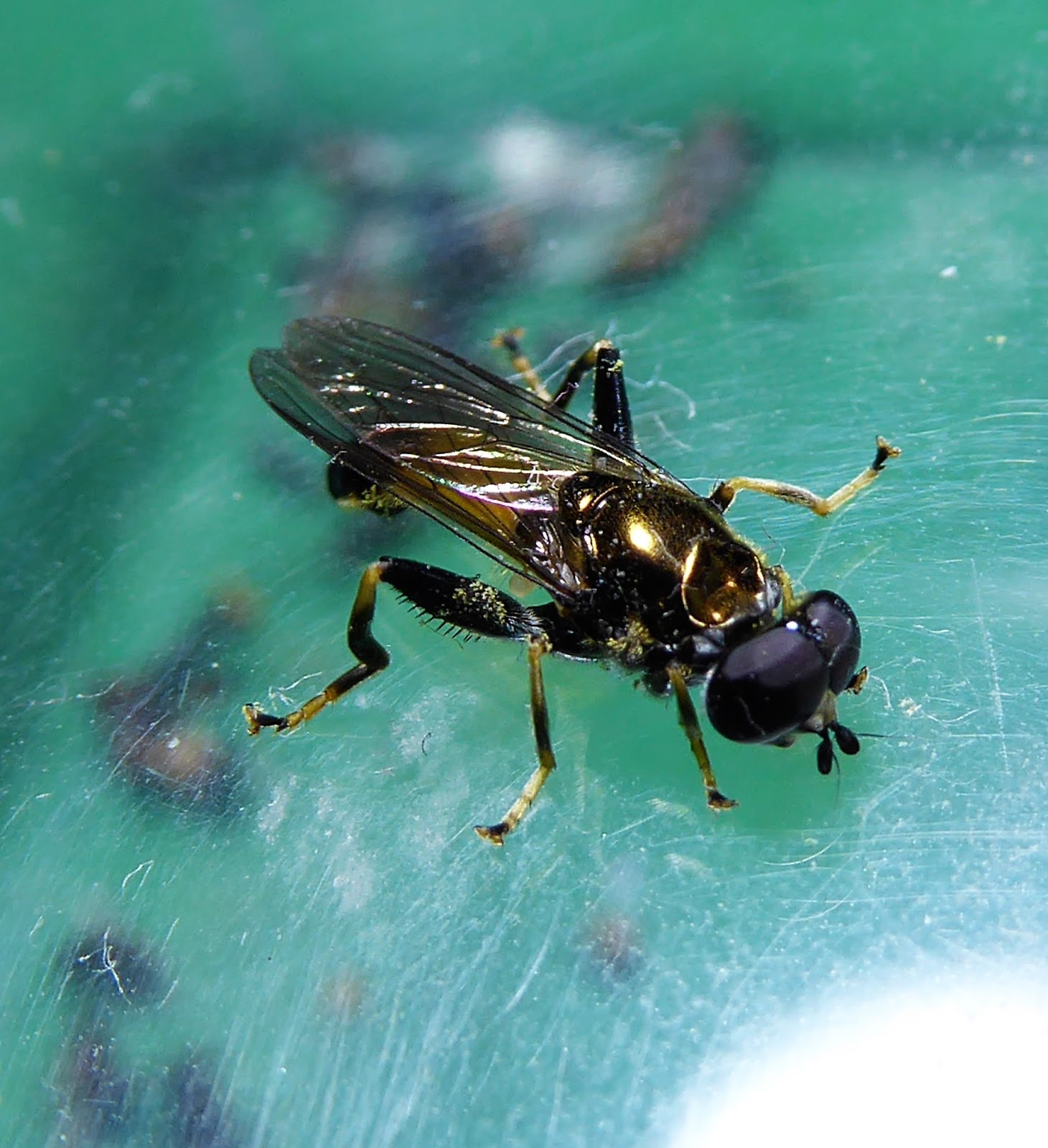 Insectos y flores de Coín: MOSCAS DE COIN