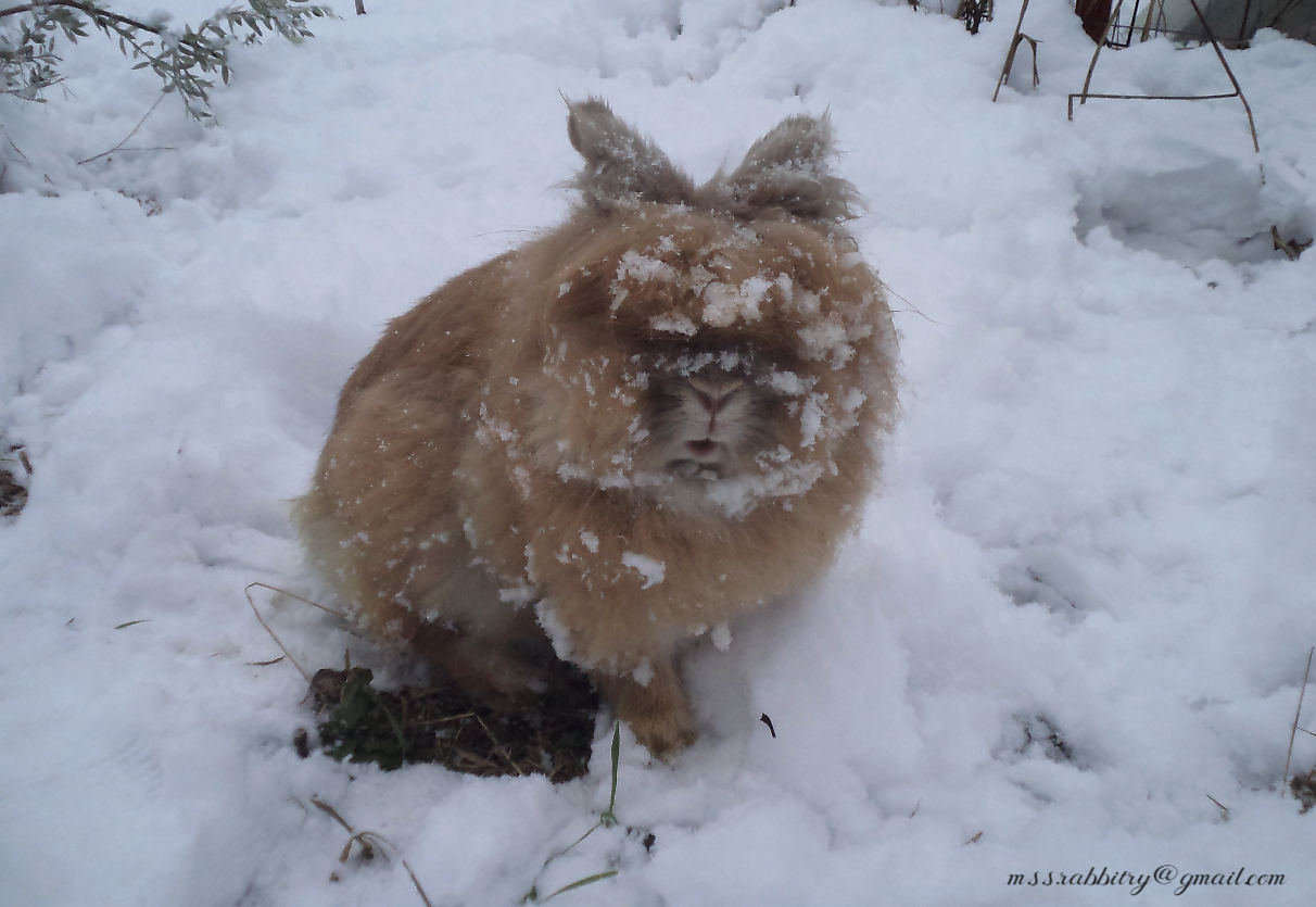 My Small Secret Rabbitry: First Pics Of 2021