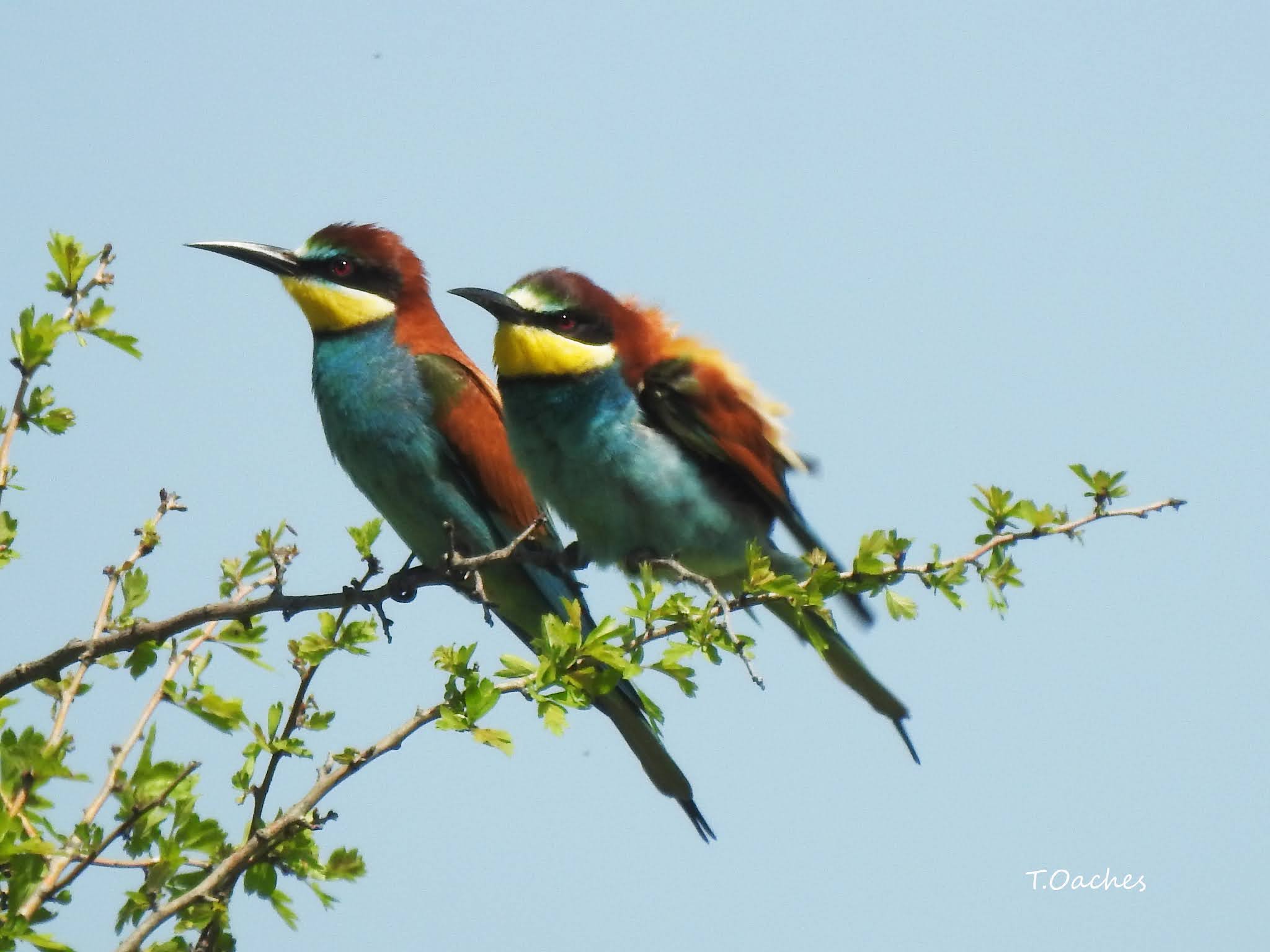 PASARI DIN ROMANIA: PRIGORIE, Merops apiaster