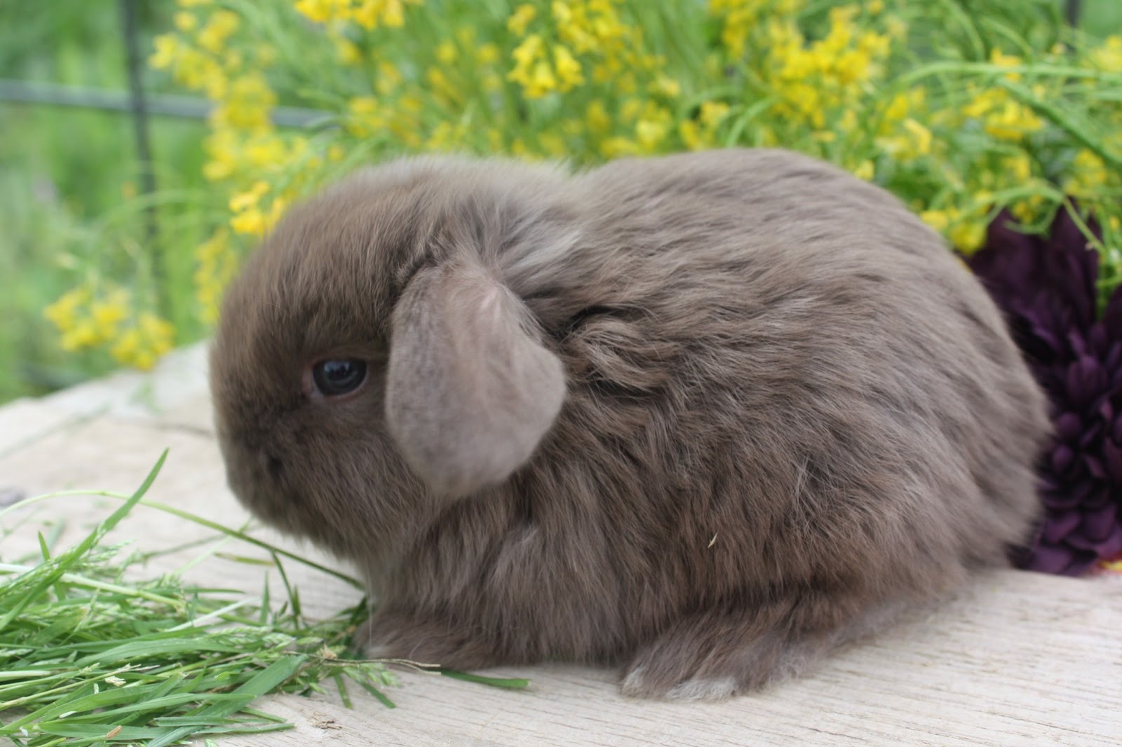 Silver Gate Rabbitry Bunny Blog