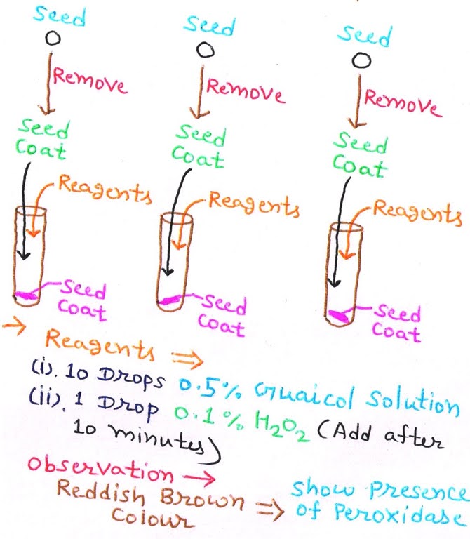Varietal Identification through Grow Out Test and Electrophoresis ...
