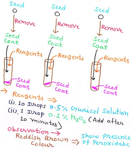 Varietal Identification through Grow Out Test and Electrophoresis ...