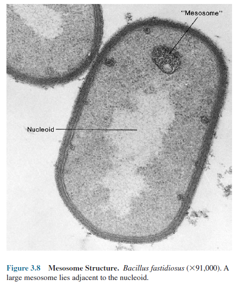 Microbiology Notes: Bacterial Cell Structure and Function