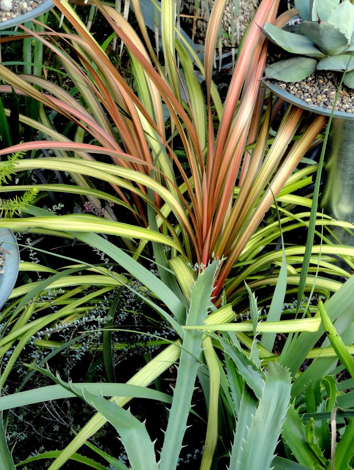 danger garden: Cordyline Cha Cha is my favorite plant in the garden ...