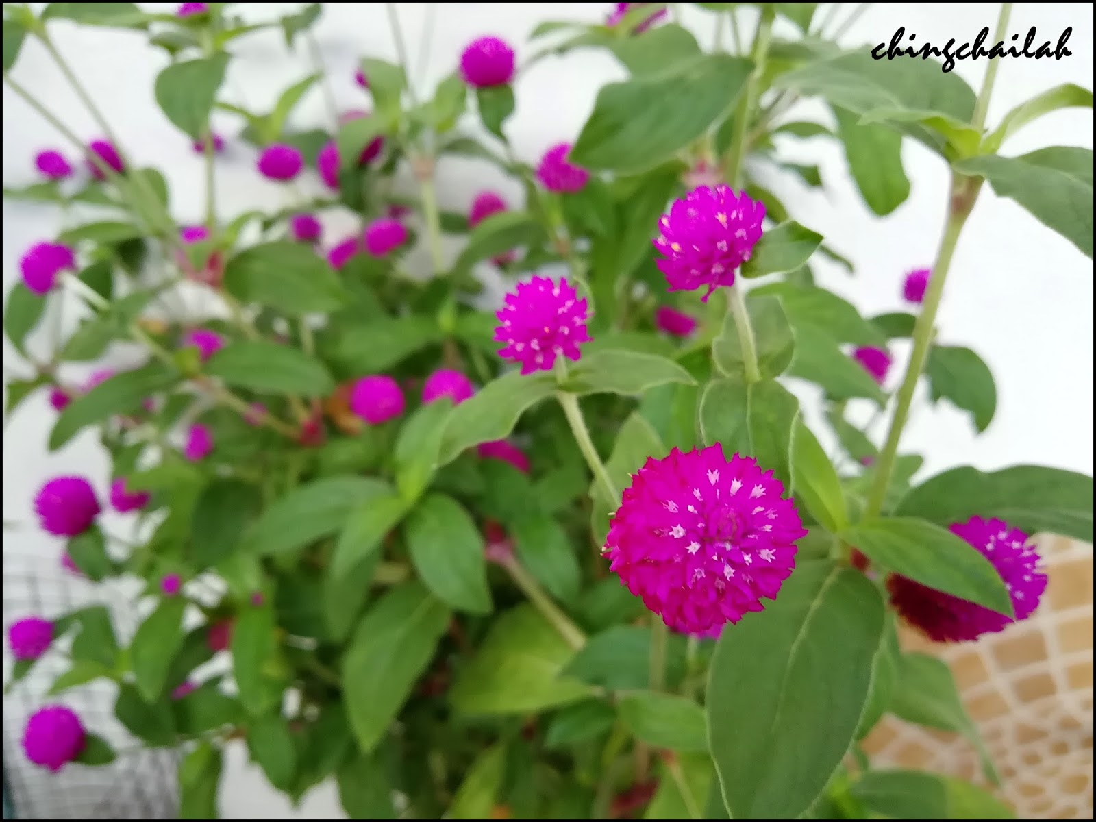Simple Living In Nancy: Purple Globe Amaranth Flowers From My Garden.
