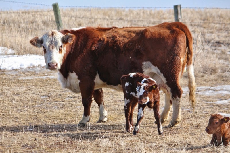 Cattle Colour Genetics: More on the Recessive Spotting Gene