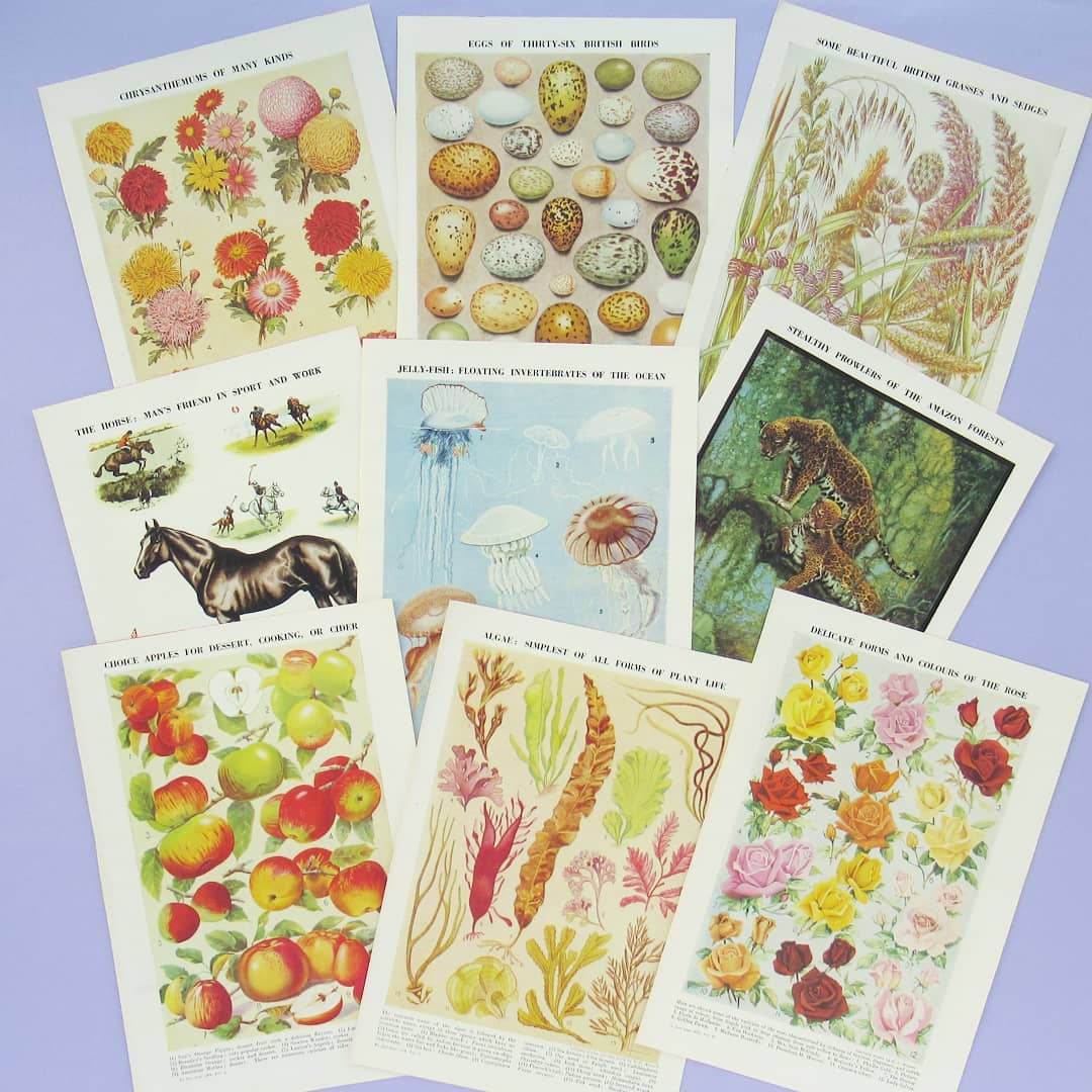 Bugs and Fishes by Lupin: Gorgeous Vintage Encyclopedia Pages + Other ...