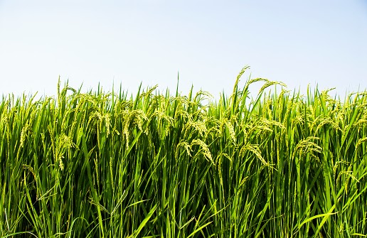 Boro rice care, diagnosis and ways to increase yield