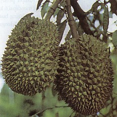 Budidaya Tanaman Pangan: Durian Chanee