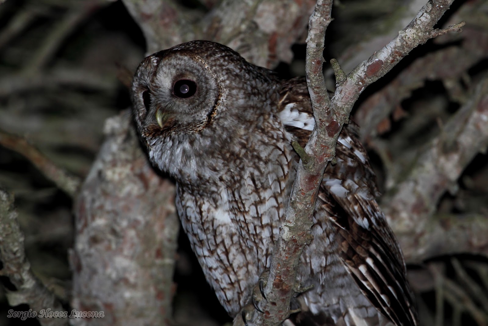 Viajes, Salidas, Naturaleza, (Fotografía).: Cárabo Común (Strix aluco).