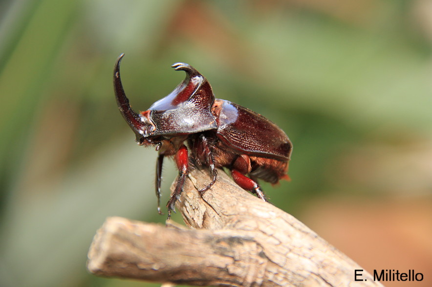 Amigos de la Reserva Natural Estricta San Antonio: Insectos