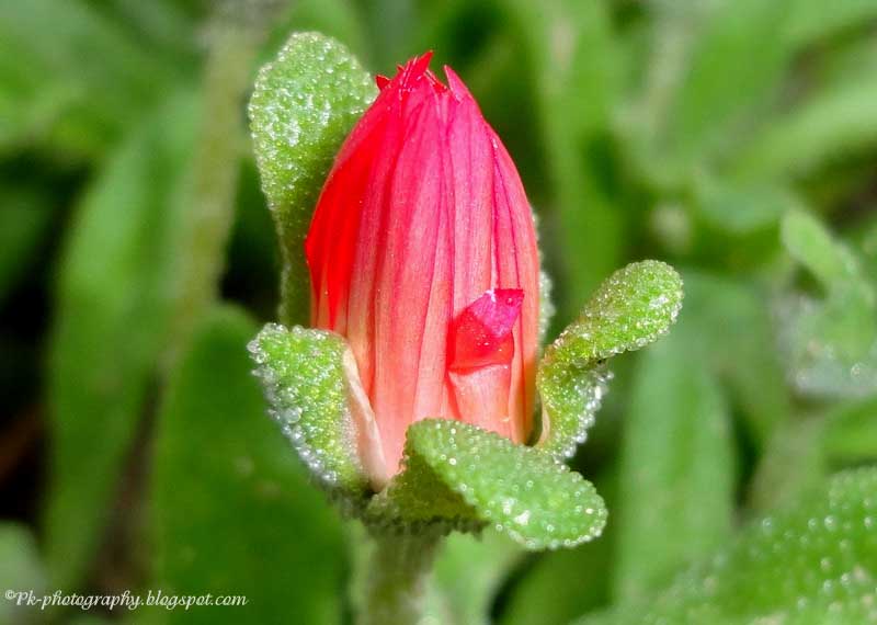 Livingstone Daisy | Nature, Cultural, and Travel Photography Blog