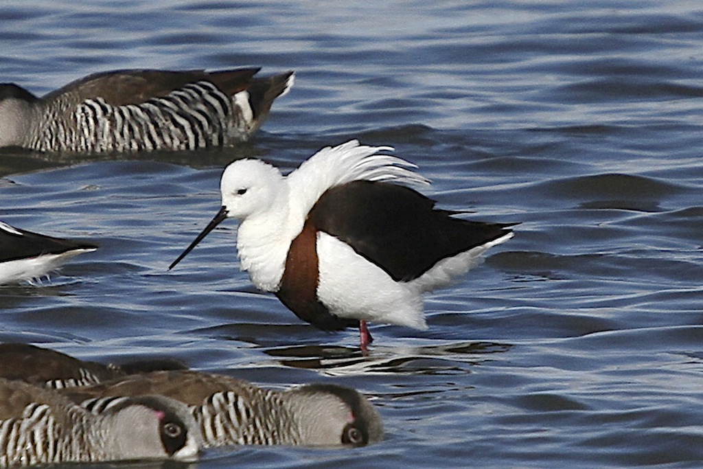 Jennifer Spry's Birding Blog: Banded Stilt Courtship Plumage at WTP ...