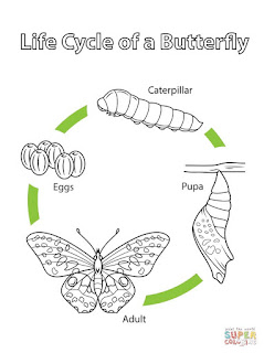 Monarch Butterfly Life Cycle Coloring Page 2 - Coloring Pages