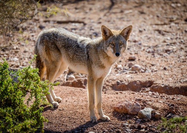 Najbrže životinje | Nostalgija Zanimljivosti