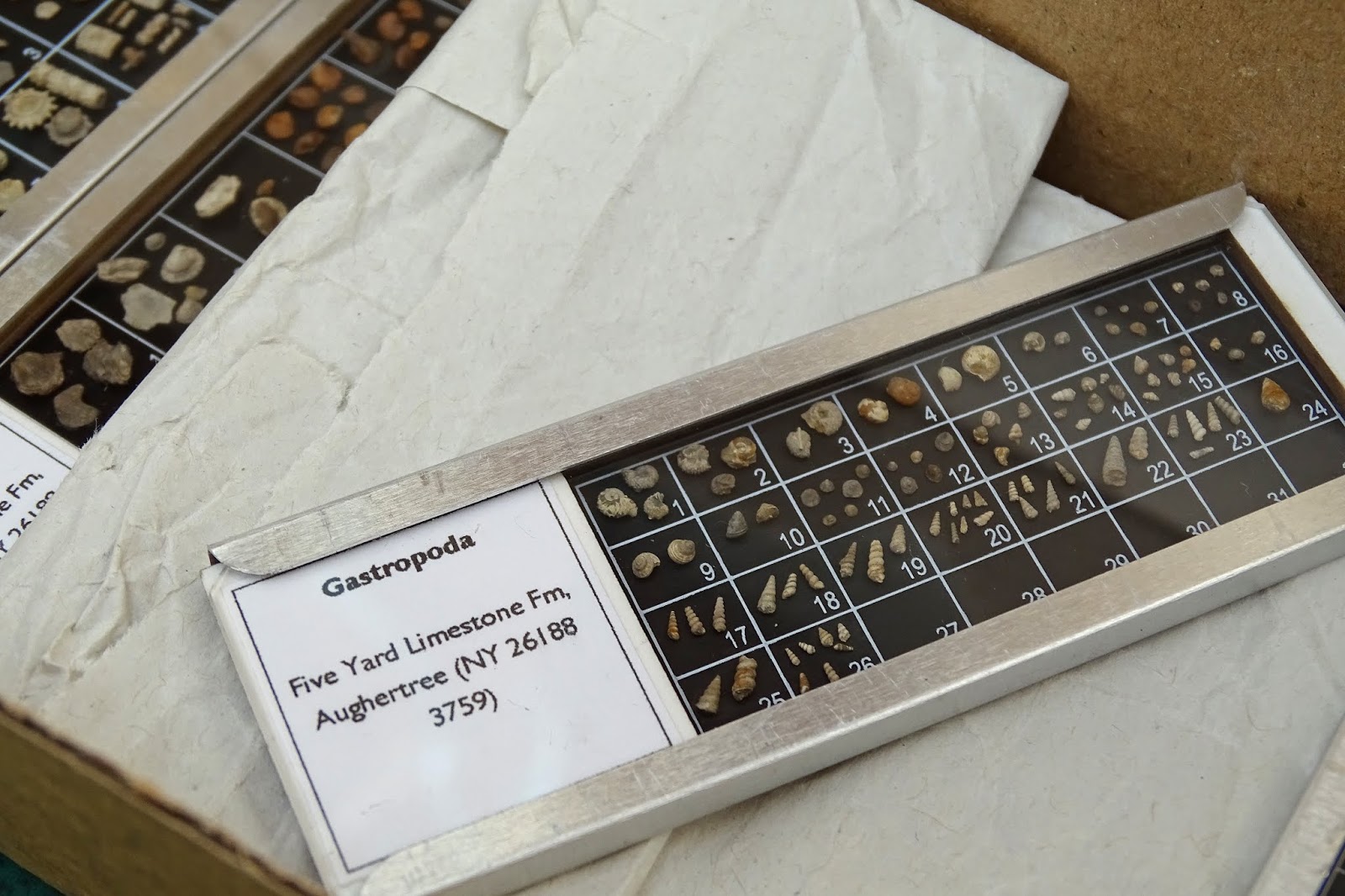 Microfossil Slides I : Collecting to Mounting