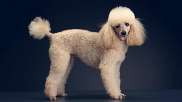 French Poodle: Tipos de corte de pelo para perros caniche o poodle