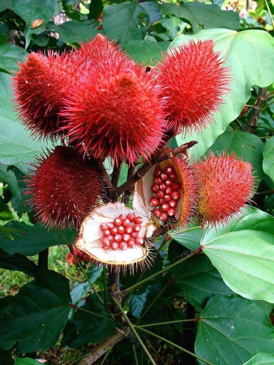 Culinária Portuguesa - Receitas Diversas & Dicas: Urucum