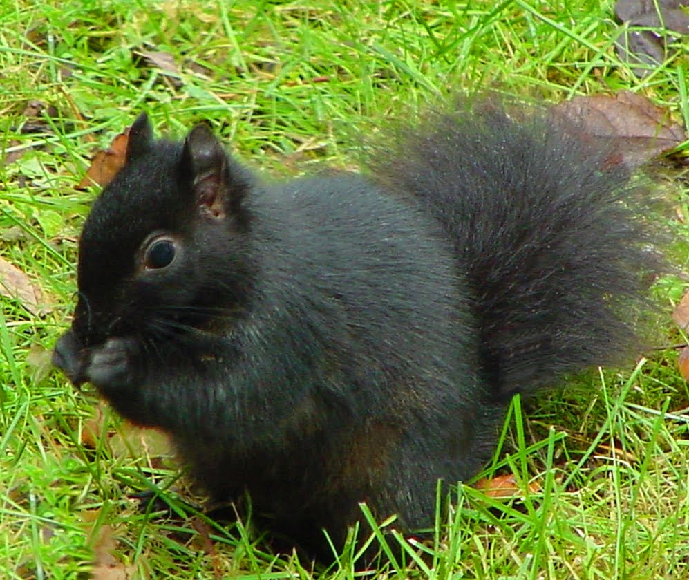 Cute Black Animals of Choice - all about photo