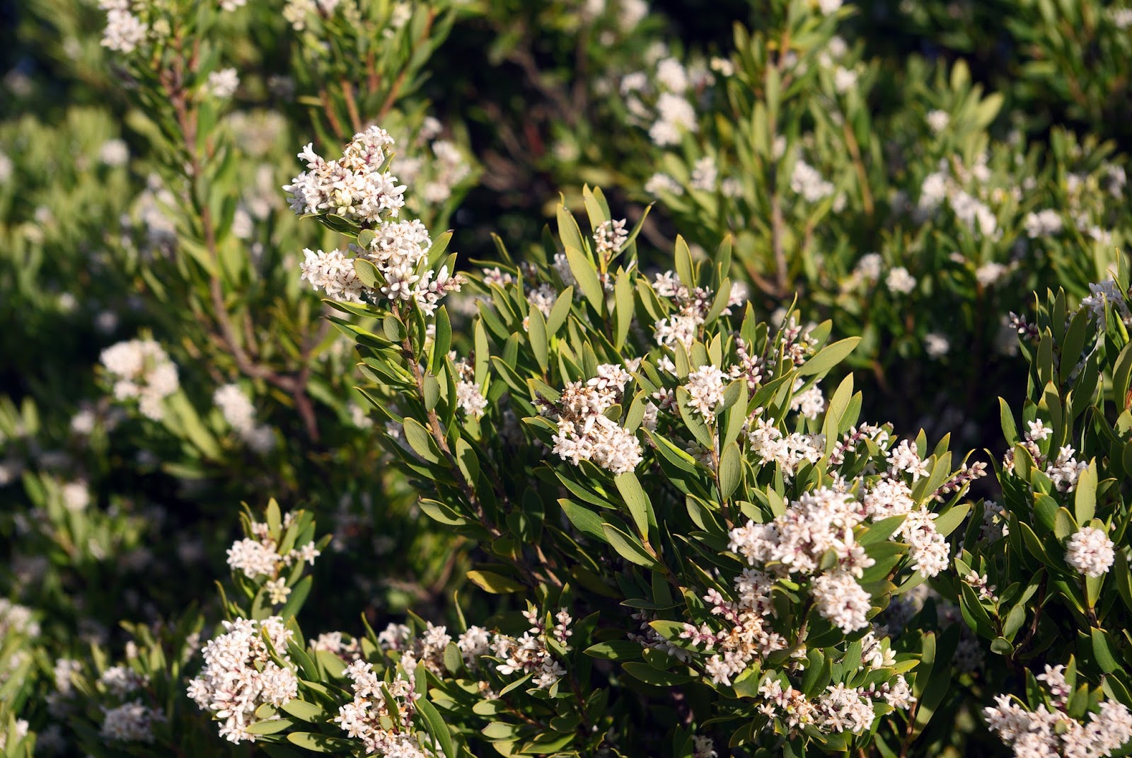 Leucopogon Margarodes - Goimages U