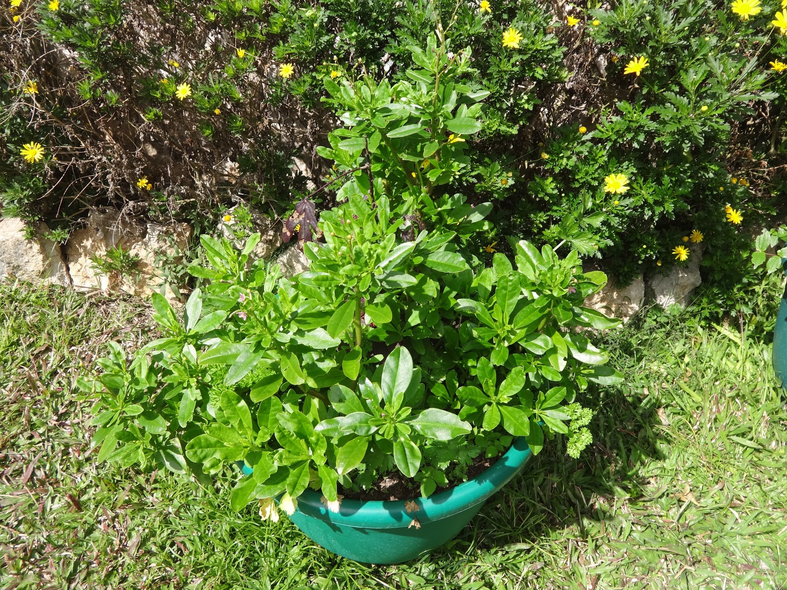 Herbs from Distant Lands: Talinum triangulare - Philippine Spinach ...