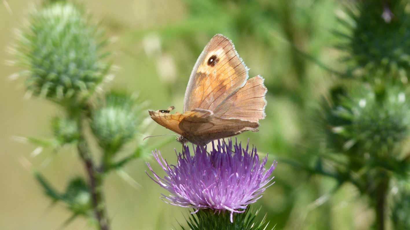 Faune Flore d'Ul: Papillon : Le Myrtil (Maniola jurtina)