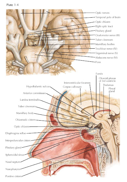 ANATOMY AND RELATIONSHIPS OF THE PITUITARY GLAND - pediagenosis