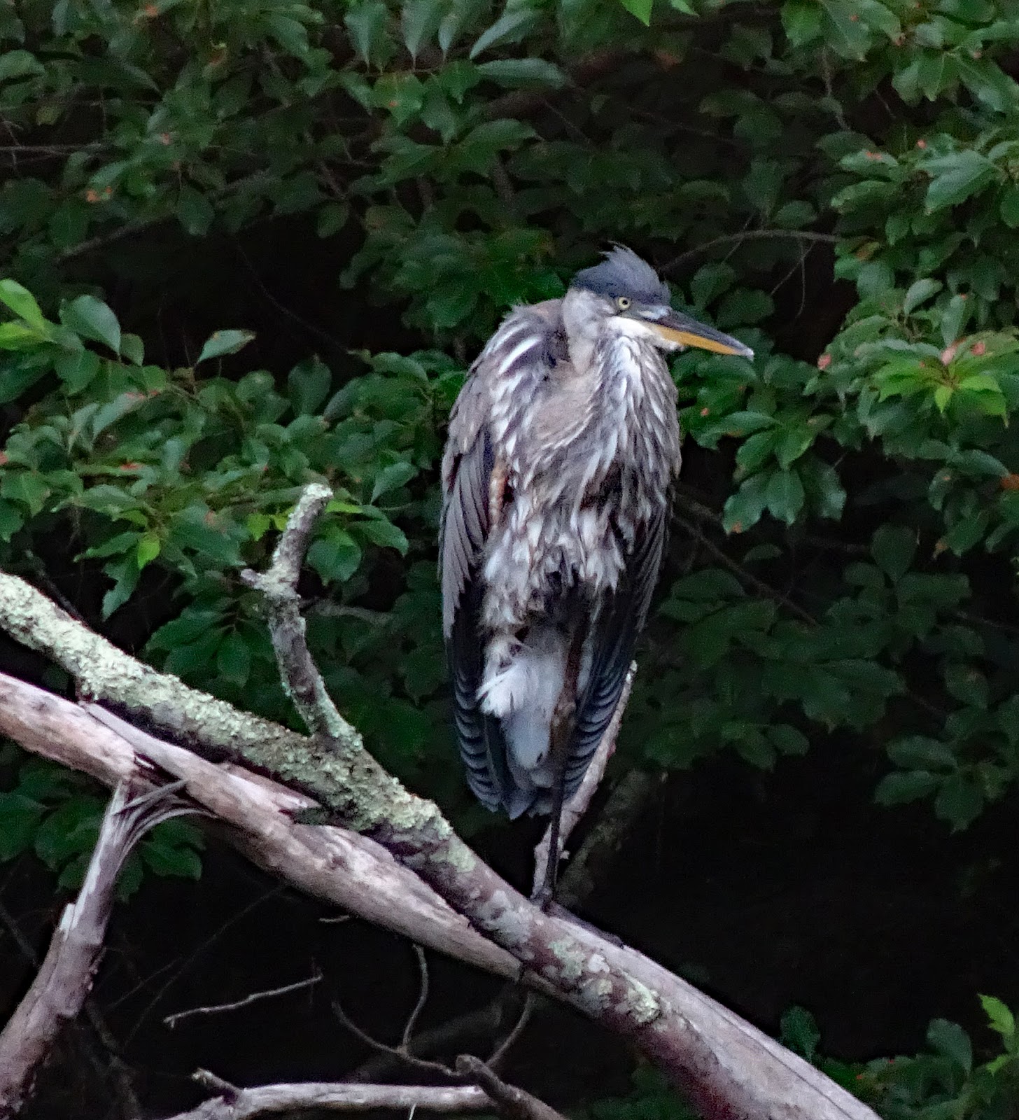 Joe's Retirement Blog: Visitors, Manomet, Plymouth, Massachusetts, USA