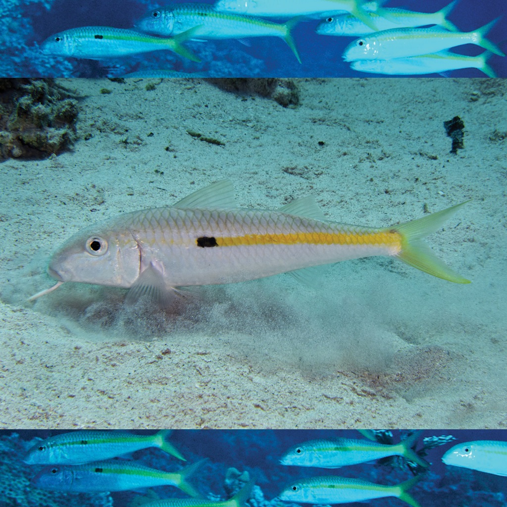 Species New to Science: [Ichthyology • 2016] Mulloidichthys ...