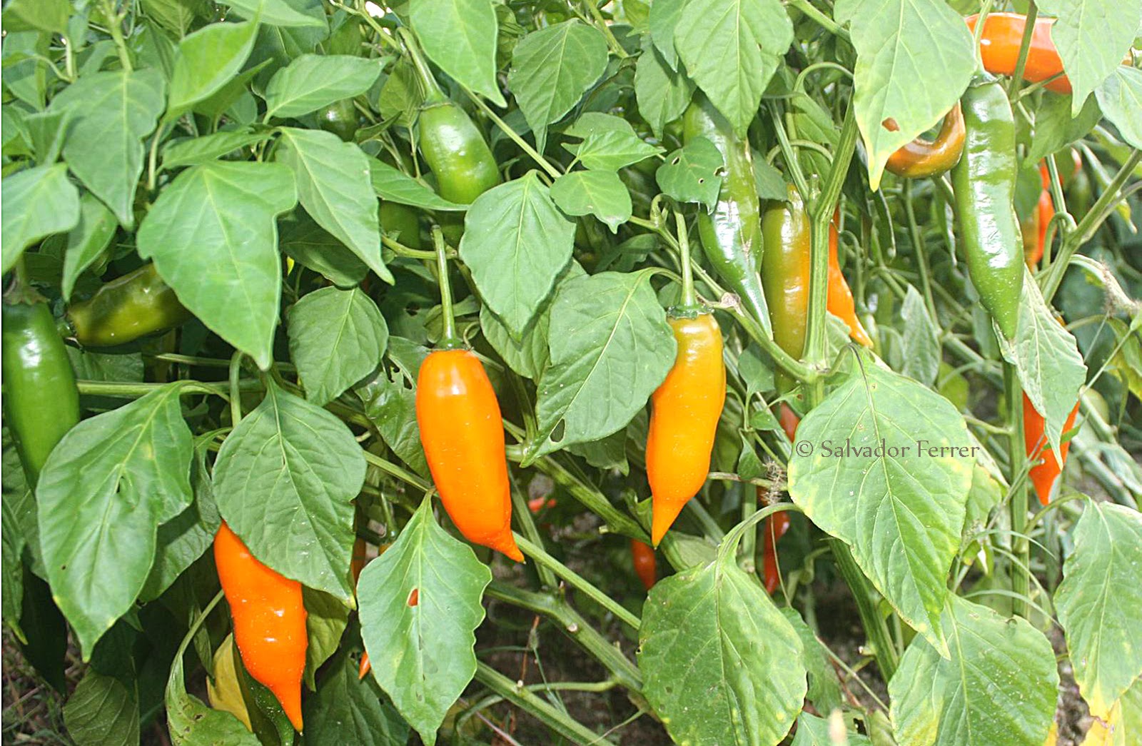 Tú eliges lo que comes: El ají y la vida