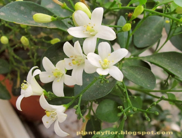 Plantas y flores: Murraya paniculata