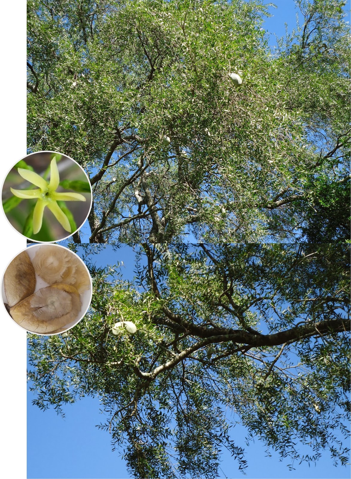 v e r d e c h a c o: Quebracho blanco