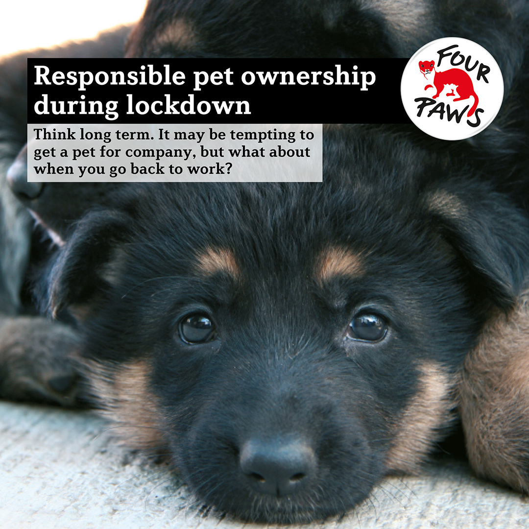 Dogs are for life, not just for Covid-19 lockdown! | Australian Dog Lover