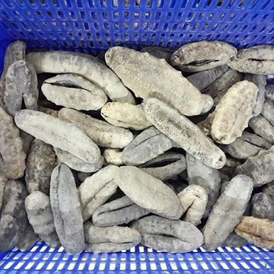 Cara Pembuatan Olahan Teripang Kering - Lalaukan