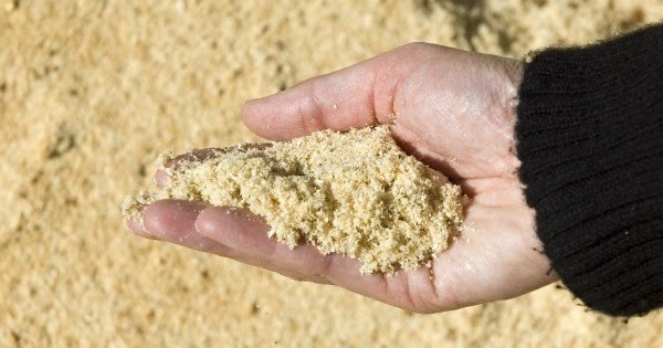 French Vocabulary Illustrated: sciure