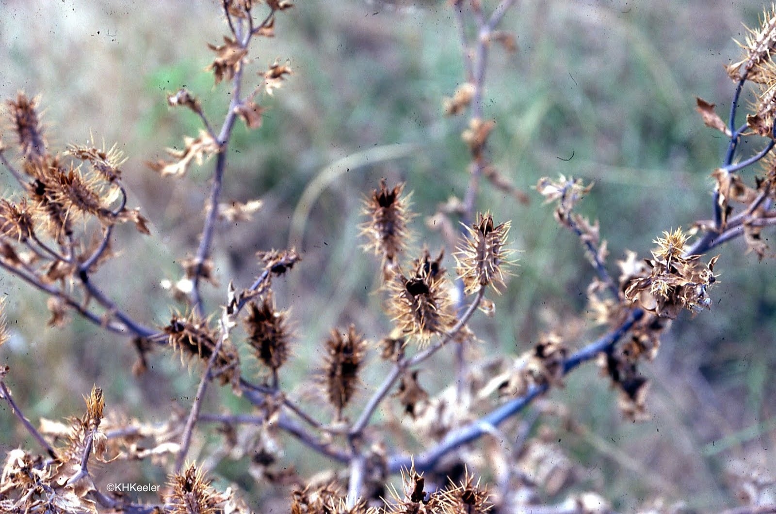 A Wandering Botanist: Plant Story--Crested Pricklypoppy, Argemone ...