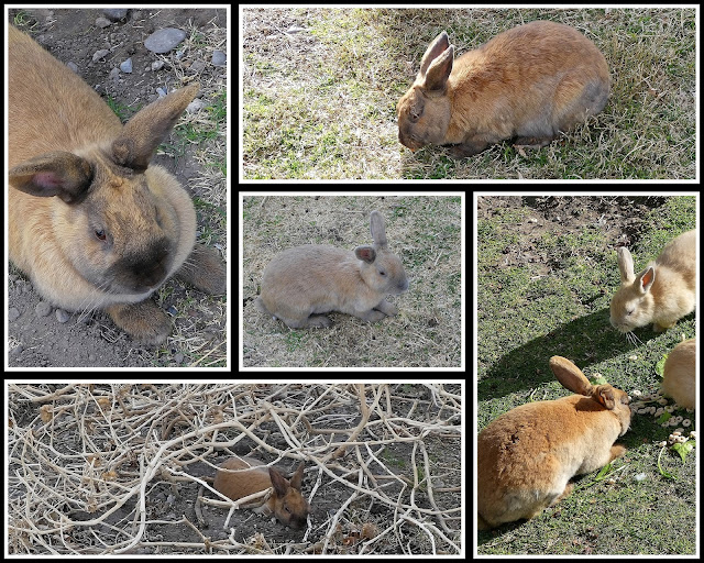 Ken's Photo Gallery: Pygmy Rabbit (Brachylagus idahoensis)