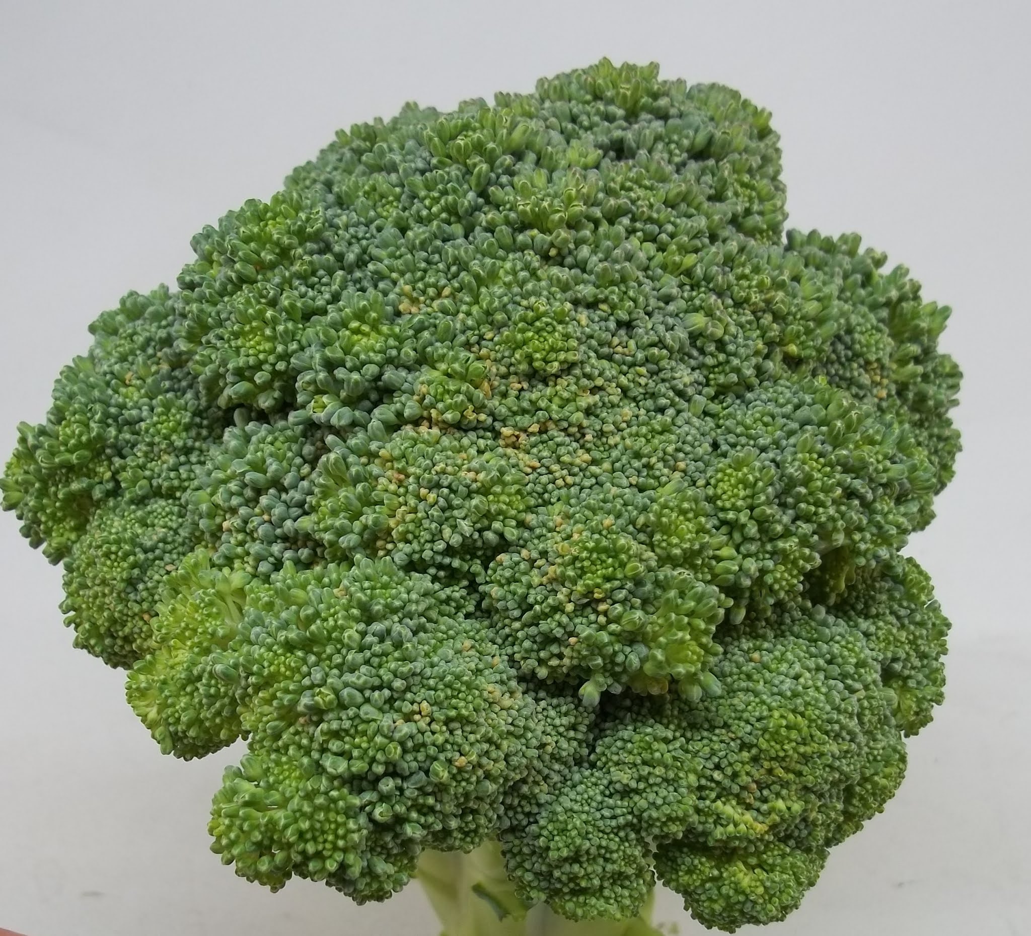 Weekly vegetable update July 28, 2021