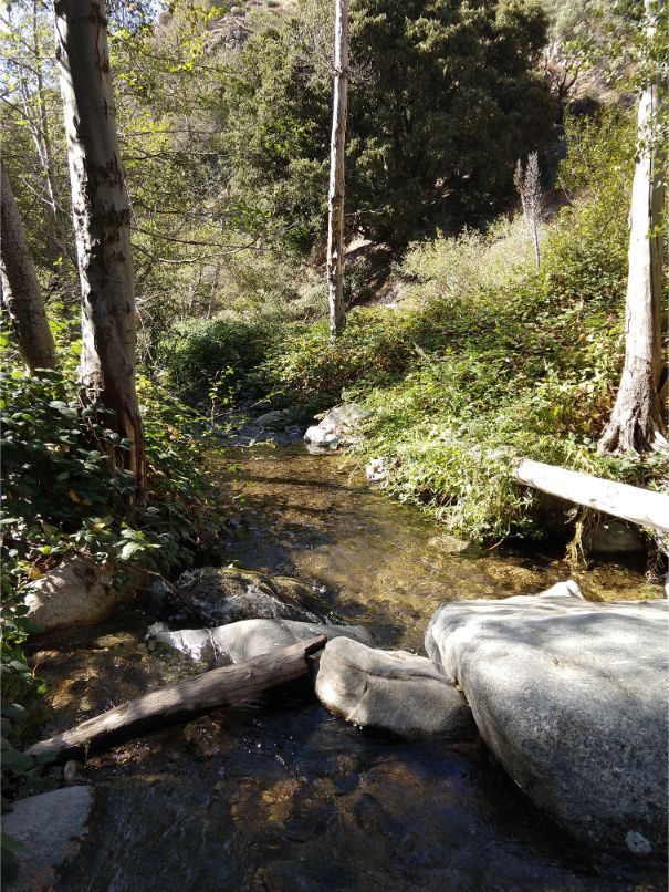 Recovering Trout Stream in Southern California - Hunting the River King